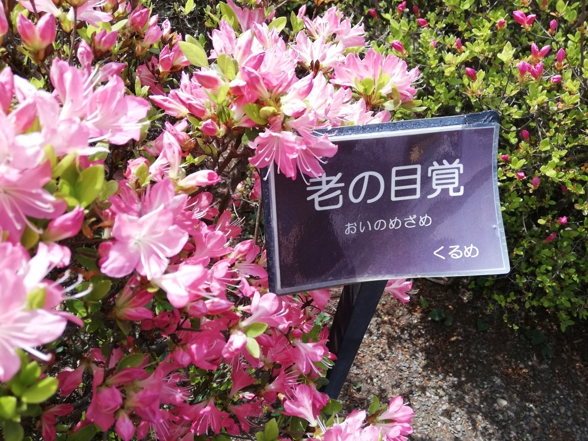 むかし久留米藩に、つつじの人工育種に成功したお侍がいた: 呆け天残日録